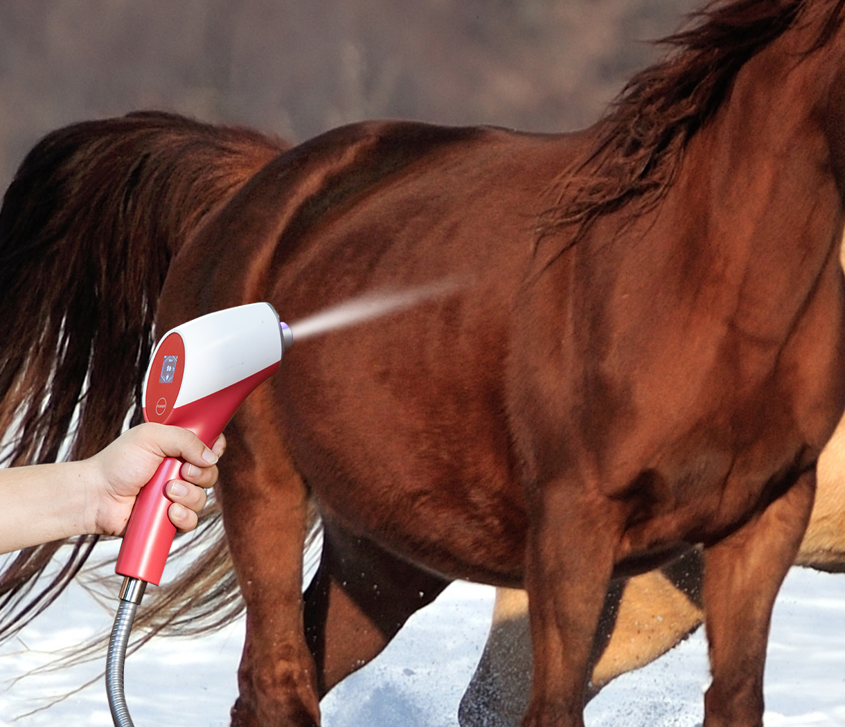 Seasonal Cryotherapy for Horses: Winter Recovery and Care - Rheinlaser ...